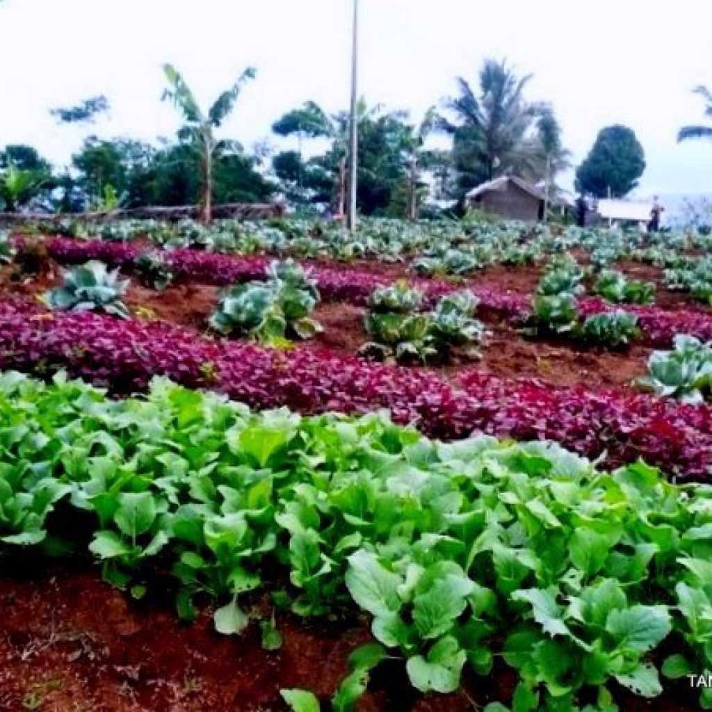 menilik-pembangunan-sektor-pertanian-di-indonesia - DKI Jakarta Punya ...